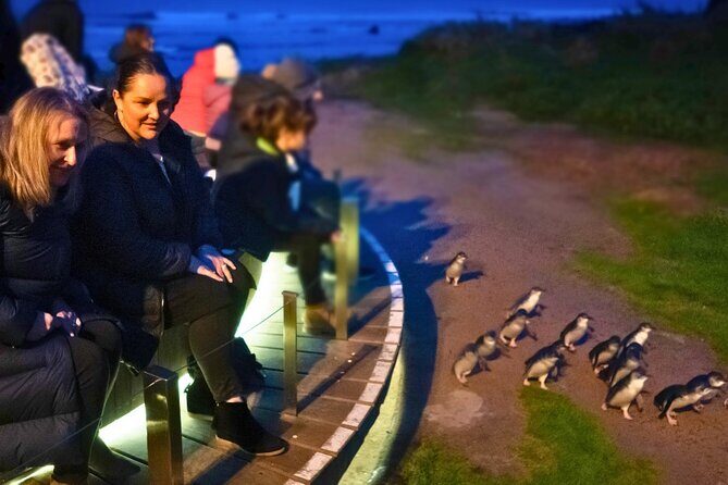 Phillip Island Penguin Parade Express Tour from Melbourne - An In-Depth Look at the Tour Itself