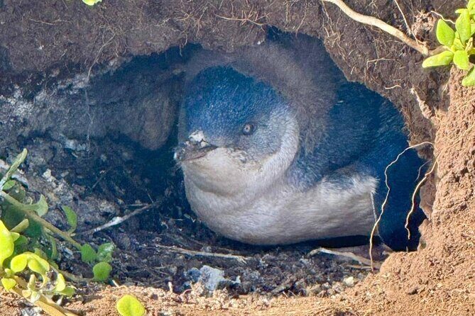 Phillip Island Penguin Parade Private Tour - Key Points
