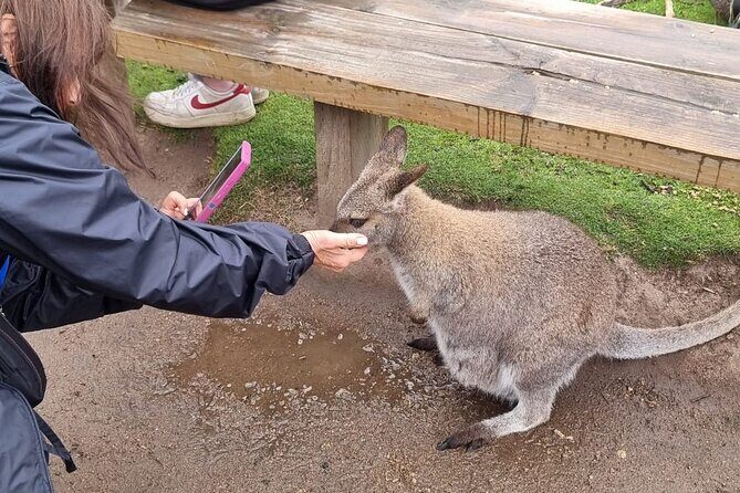 Phillip Island Penguin Parade Tour max 11 Hotel Pickup - Authentic Experiences and Review Insights