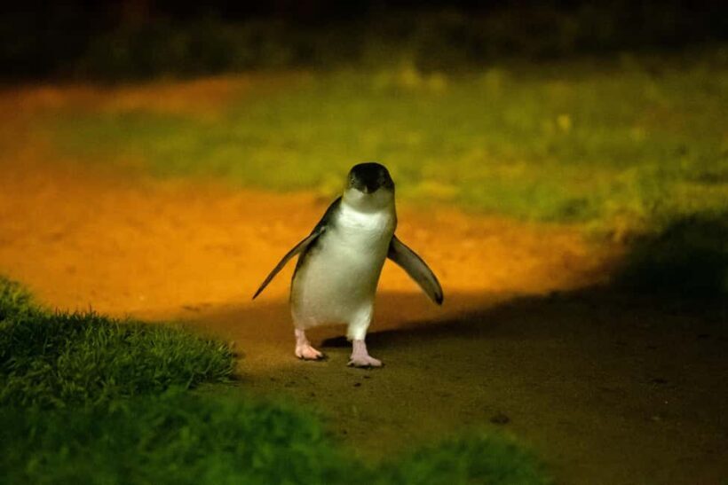 Phillip Island: Penguins and Wildlife Full-Day Tour - Why This Tour Offers Good Value