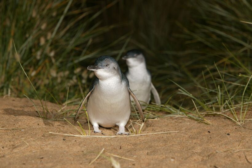 Phillip Island: Penguins and Wildlife Full-Day Tour - The Experience of Wildlife and Scenery