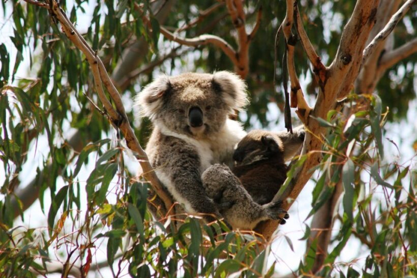 Phillip Island: Penguins and Wildlife Full-Day Tour - FAQ