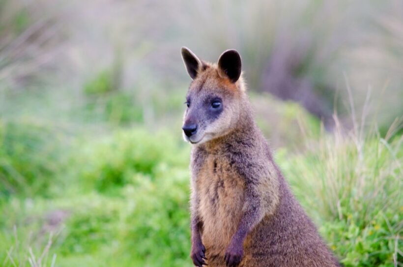 Phillip Island: Penguins and Wildlife Full-Day Tour - Who Should Consider This Tour?