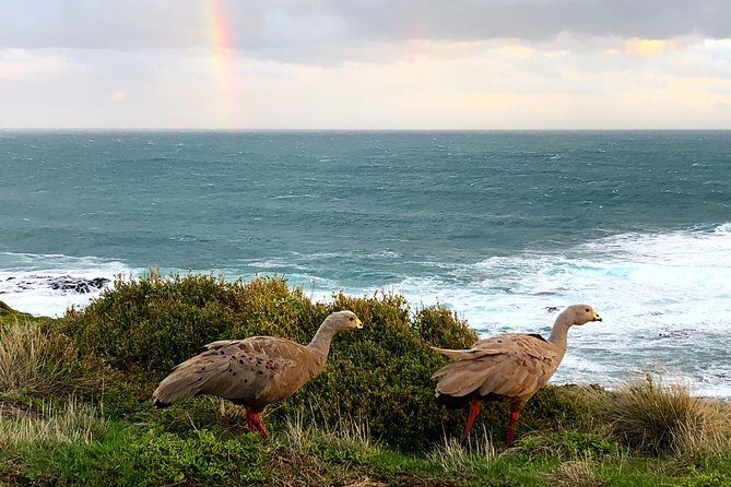 Phillip Island Penguins Private Adventure - Who Is This Tour Best For?