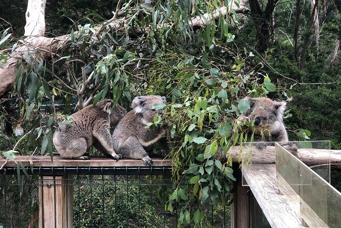 Phillip Island Penguins Private Adventure - FAQ
