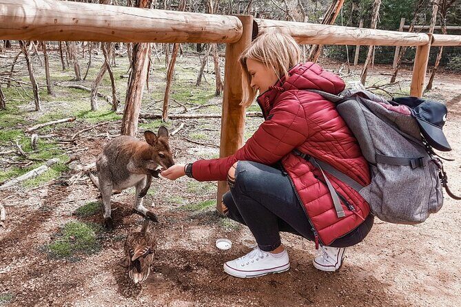 Phillip Island Penguins & Wildlife Day Tour from Melbourne - How the Day Starts: Comfort and Convenience