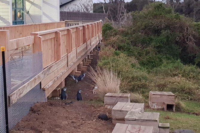 Phillip Island Private Experience - Customizing Your Day