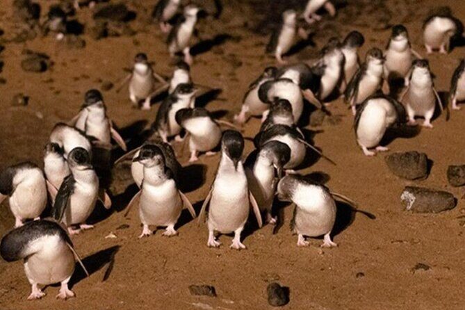 Phillip Island Private Tour: Penguin Parade & Wildlife Day - Key Points