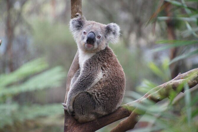 Phillip Island Private Tour: Penguin Parade & Wildlife Day - Itinerary Breakdown