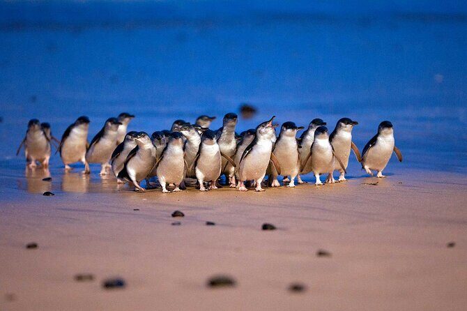 Phillip Island Private Tour Penguins Wildlife and Scenic Views - Key Points
