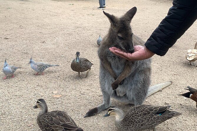Phillip Island Private Tour Penguins Wildlife and Scenic Views - The Real Benefits: Why This Tour Stands Out