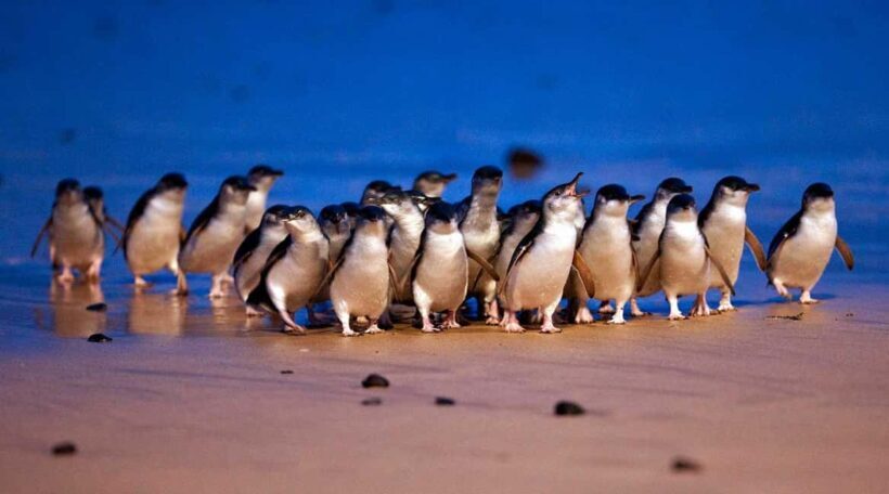 Phillip Island: Private Tour with Penguin Parade - The Practicalities: What’s Included and What’s Not
