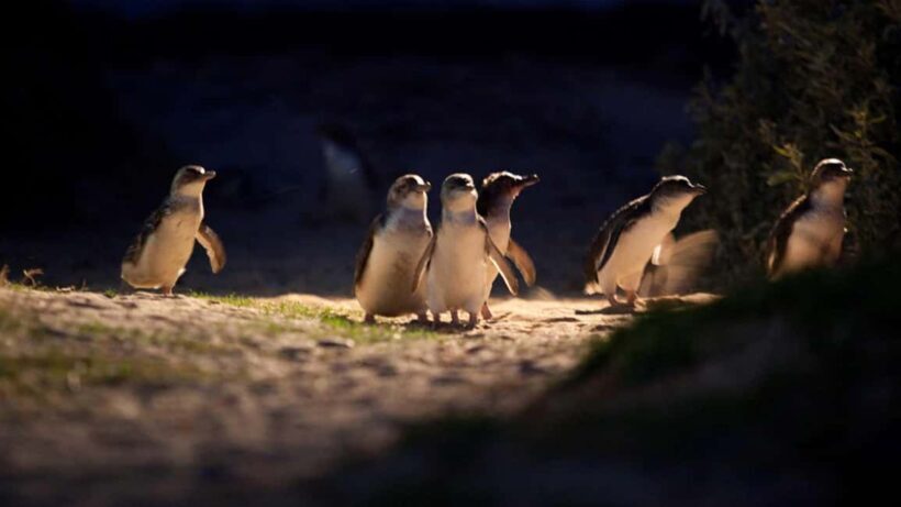 Phillip Island: Private Tour with Penguin Parade - Frequently Asked Questions