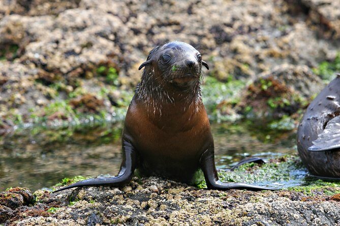 Phillip Island Seal-Watching Cruise - FAQs