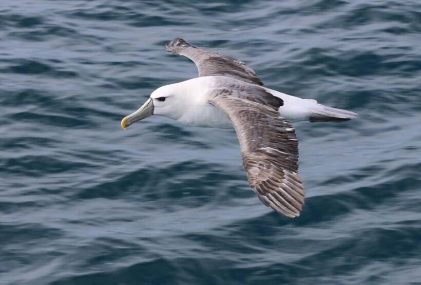Phillip Island: Whale Watching Boat Tour - Frequently Asked Questions