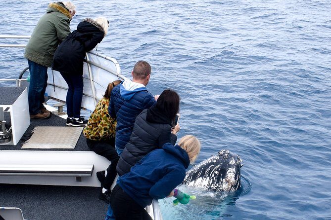 Phillip Island Whale Watching Tour - The Experience in Detail: What to Expect