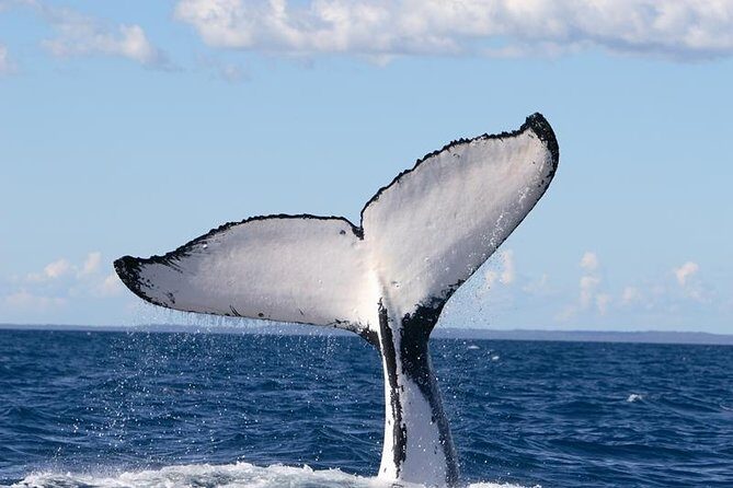 Phillip Island Whale Watching Tour - Final Thoughts