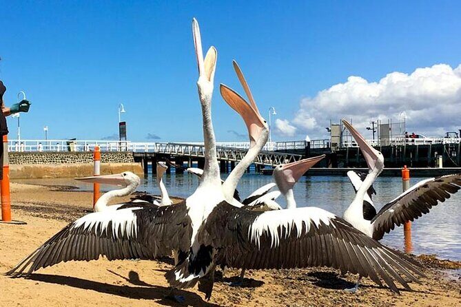 Phillip Island Wildlife Cruise and Penguin Tour from Melbourne - Who Will Love This Tour?