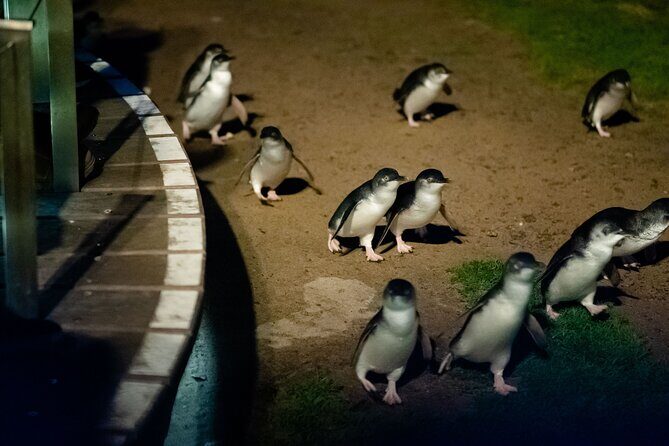 Phillip Island Wildlife Cruise and Penguin Tour from Melbourne - The Sum Up