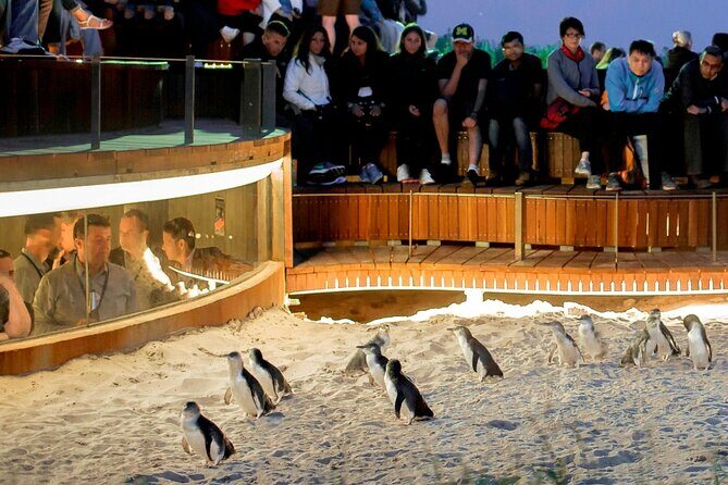 Phillip Island Wildlife Tour: Koalas, Penguins & Coastal Views - Key Points