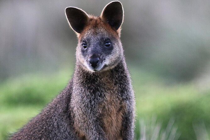 Phillip Island Wildlife Tour: Koalas, Penguins & Coastal Views - Final Thoughts