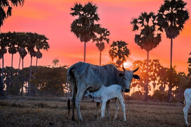 Phnom Krom for Sunset Cycling Tour - Overall Value and Suitability
