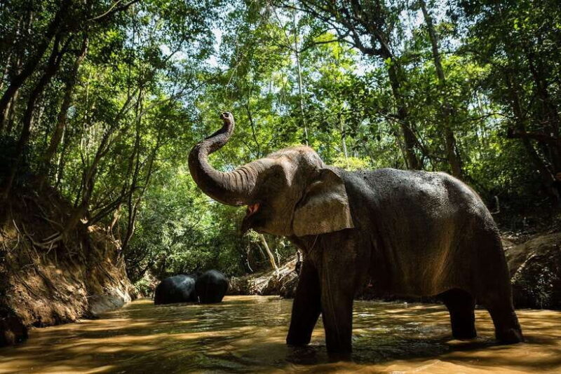Phnom Kulen Park: Tour with Elephant Forest from Siem Reap - The Elephant Encounter: Walking with Giants in Kulen Forest