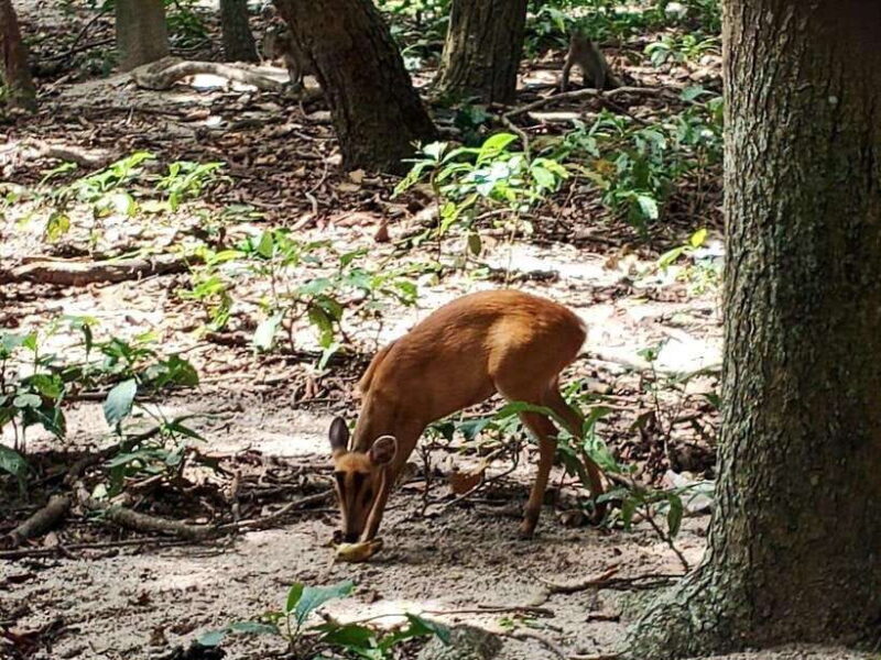 Phnom Penh: Buddha Kiri and Phnom Tamao Zoo Private Day Trip - Key Points