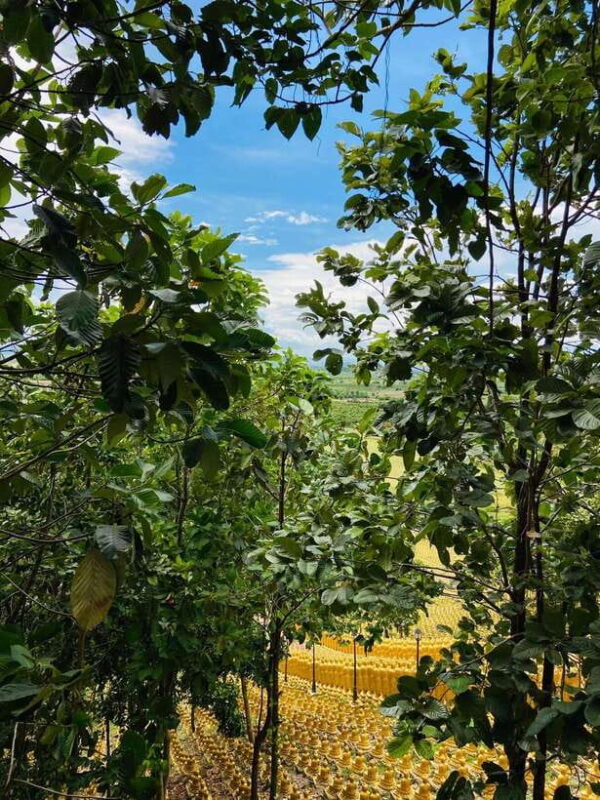 Phnom Penh: Buddha Kiri and Phnom Tamao Zoo Private Day Trip - Phnom Tamao Zoo: Wildlife in a Protected Forest