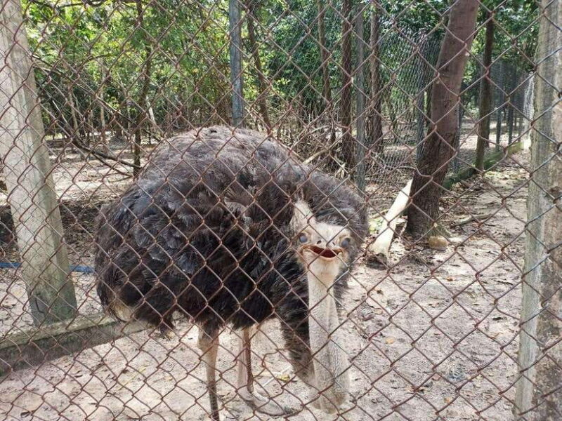 Phnom Penh: Buddha Kiri and Phnom Tamao Zoo Private Day Trip - Pricing and Value