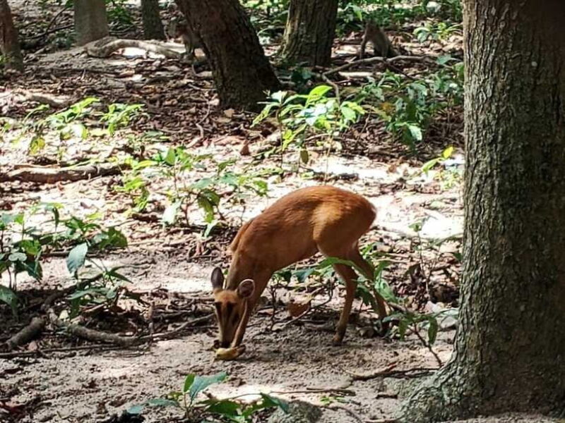 Phnom Penh: Buddha Kiri and Phnom Tamao Zoo Private Day Trip - FAQ
