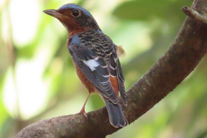 Phnom Penh & Kirirom National Park Birds Tour - Discover Cambodia’s Birdlife: Phnom Penh & Kirirom National Park Birds Tour