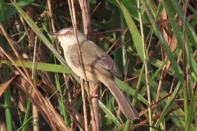 Phnom Penh & Kirirom National Park Birds Tour - Overview of the Tour Experience