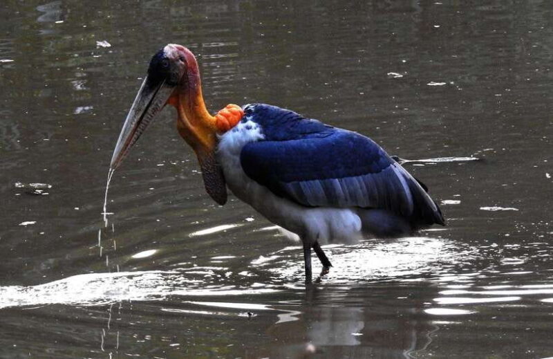 Phnom Penh to Siem Reap cruise/road tour (one way) - Who Is This Tour Best For?