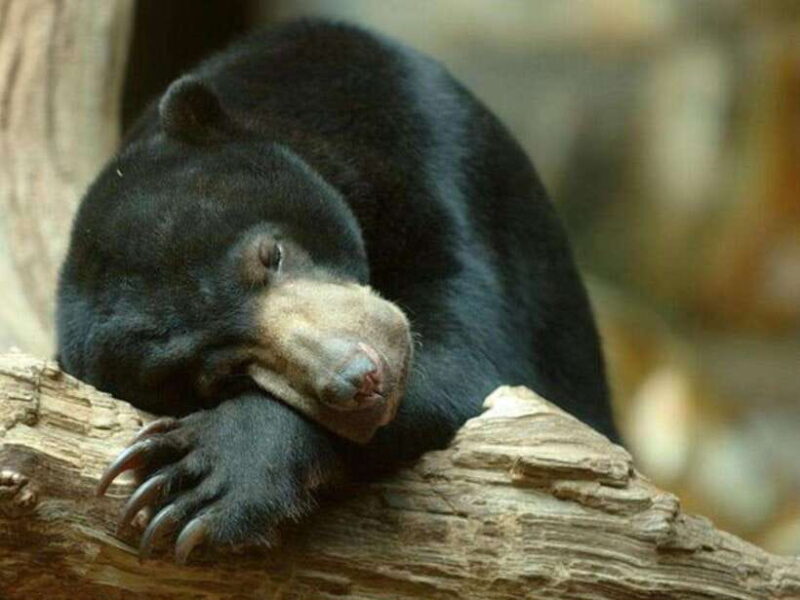 Phnom Tamao Wildlife Center & Buddha Kiri Cambodia Day Tour - Tamao Mountain and Buddha Kiri Cambodia