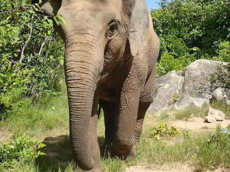 Phnom Tamao Wildlife Center & Buddha Kiri Cambodia Day Tour - What Travelers Are Saying