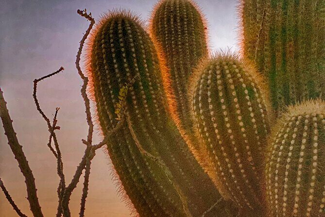 Phoenix Landmarks Tour Desert Botanical Garden - Dobbins Lookout at South Mountain Park: Breathtaking Vistas