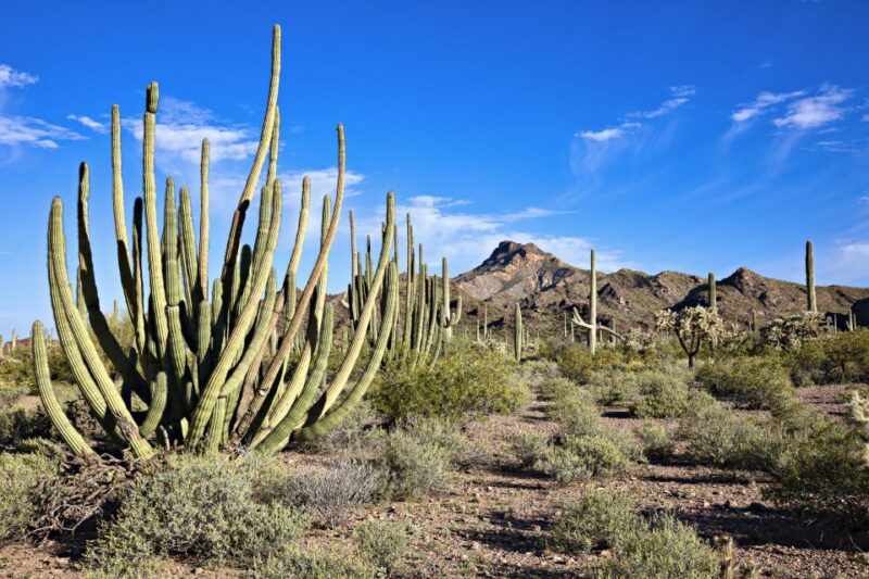 Phoenix/Scottsdale: Apache Trail Tour & Canyon Lake Cruise - Final Thoughts