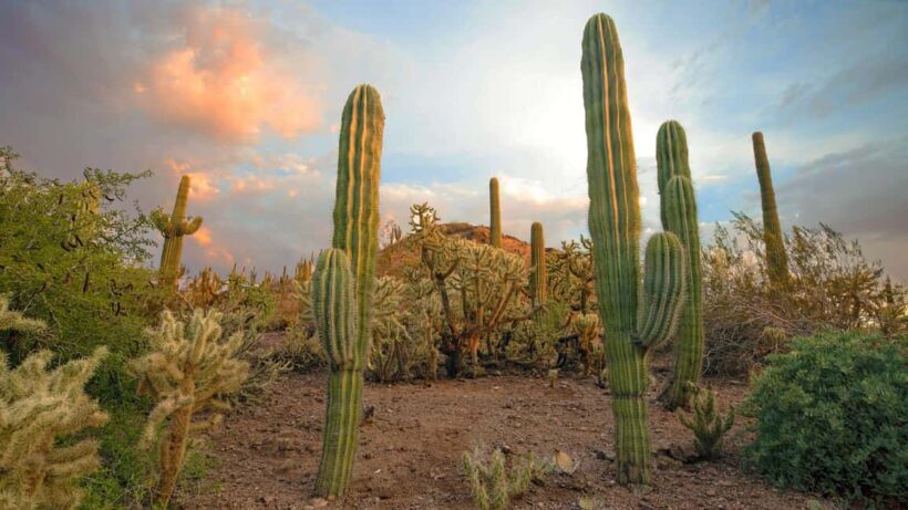 Phoenix & Scottsdale: Full Day City Highlights Tour - An In-Depth Look at the Tour Experience