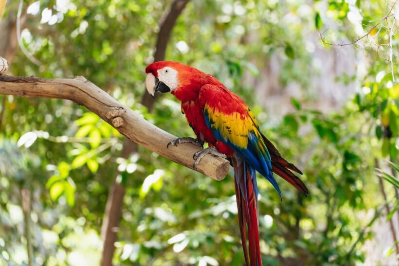 Phoenix Zoo One Day General Admission Ticket - Frequently Asked Questions