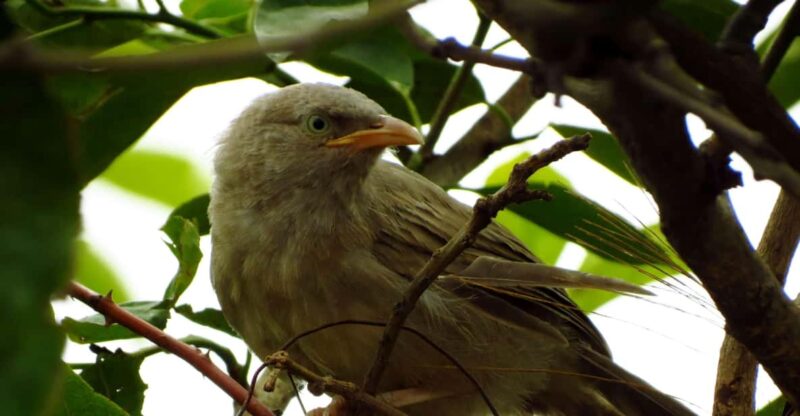 Phong Nha - Paradise Cave & Dark Cave - Duck Farm - Discovering the Wonders of Phong Nha: Paradise Cave & Dark Cave Tour
