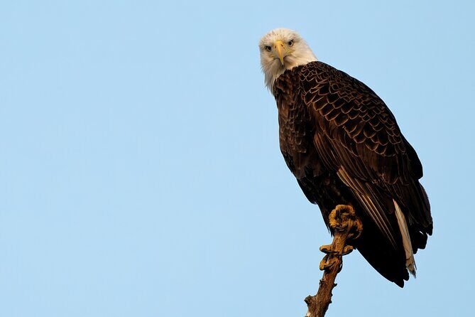 Photograph low country wildlife with a professional photographer - Exploring the Wildlife Photography Tour in Charleston