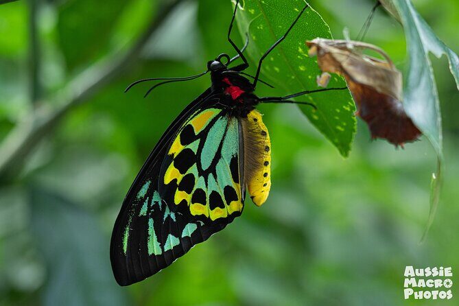 Photography and Nature in Cairns Botanic Gardens Let's Go Buggin - Key Points