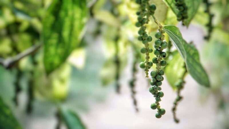 Phu Quoc: Full-day Pearl Discovery And Historical Insights - Who Will Love This Tour?