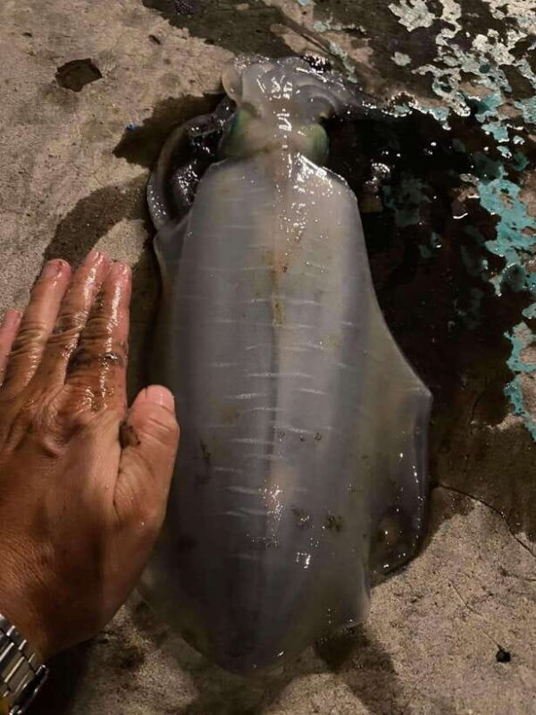 Phu Quoc Island Cruise Tour: Sunset Dinner And Squid Fishing - Authenticity and Value