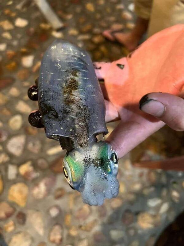 Phu Quoc Island Cruise Tour: Sunset Dinner And Squid Fishing - FAQs