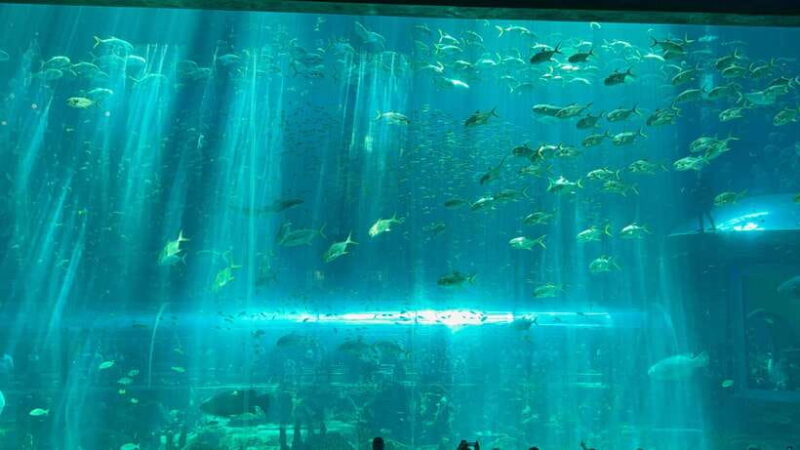 Phu Quoc Island Vinwonder And Safari Private Tour - Authentic Traveler Feedback