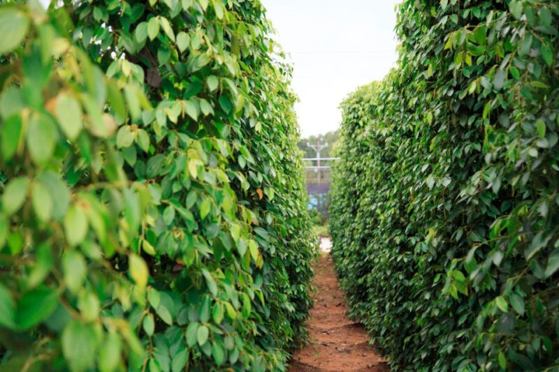 Phu Quoc Land 1: Southern Tour & Sao Beach - Sunset Town: Kiss Bridge and Clock Tower