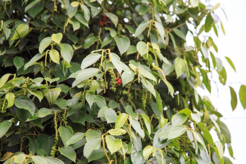 Phu Quoc Land 1: Southern Tour & Sao Beach - Return and Optional Extras