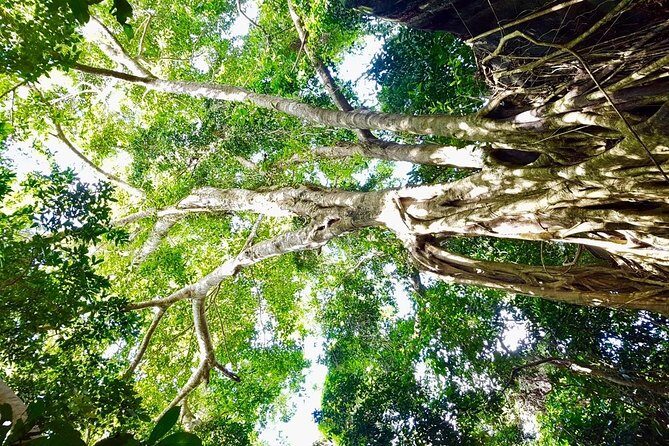 Phu Quoc Private Trekking Tour - Introduction: Why This Tour Could Be Your Best Day in Phu Quoc